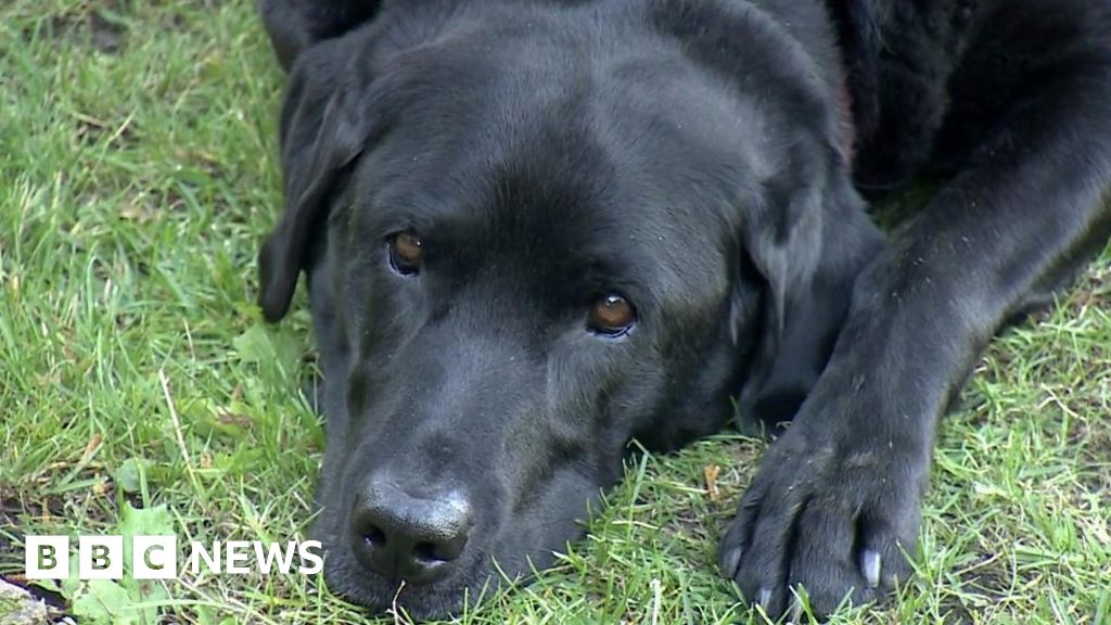 Should dogs go vegan? - BBC News