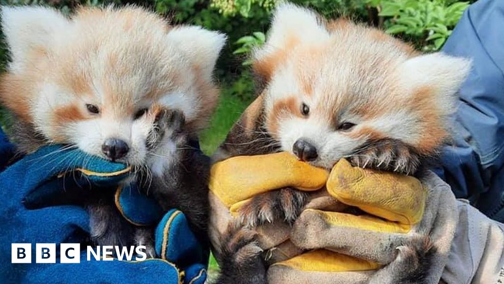Red pandas get Manx names to reflect island birth