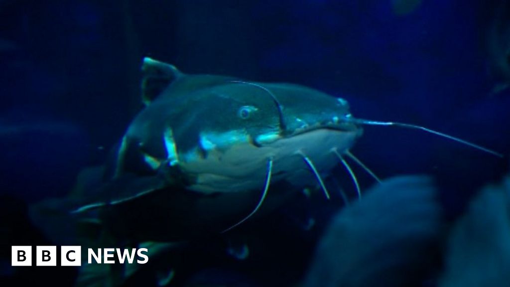 Sea Life Brighton: World's oldest aquarium turns 150