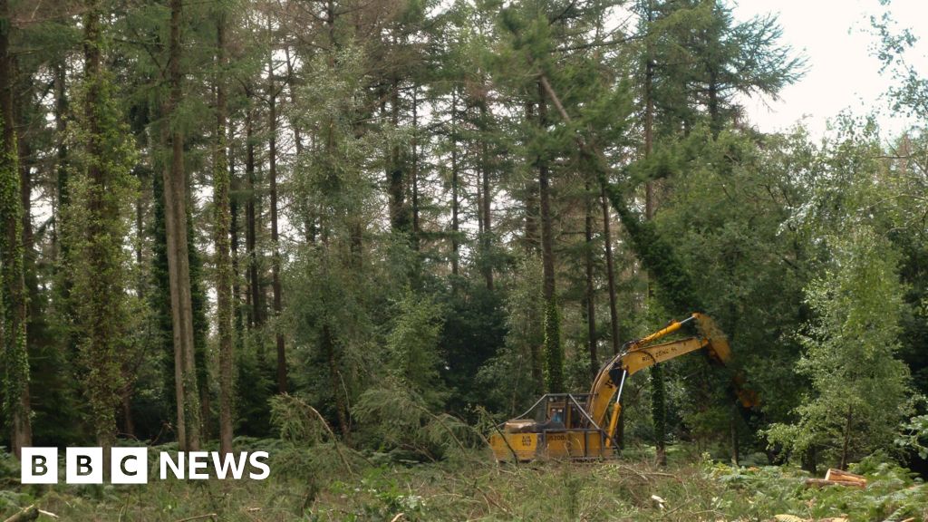 Mabie Forest tree disease work disruption warning - BBC News