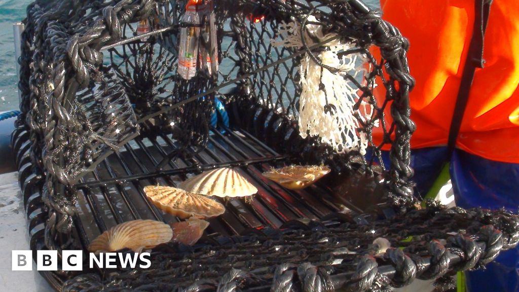 Scallops caught with illuminated pots in fishing breakthrough