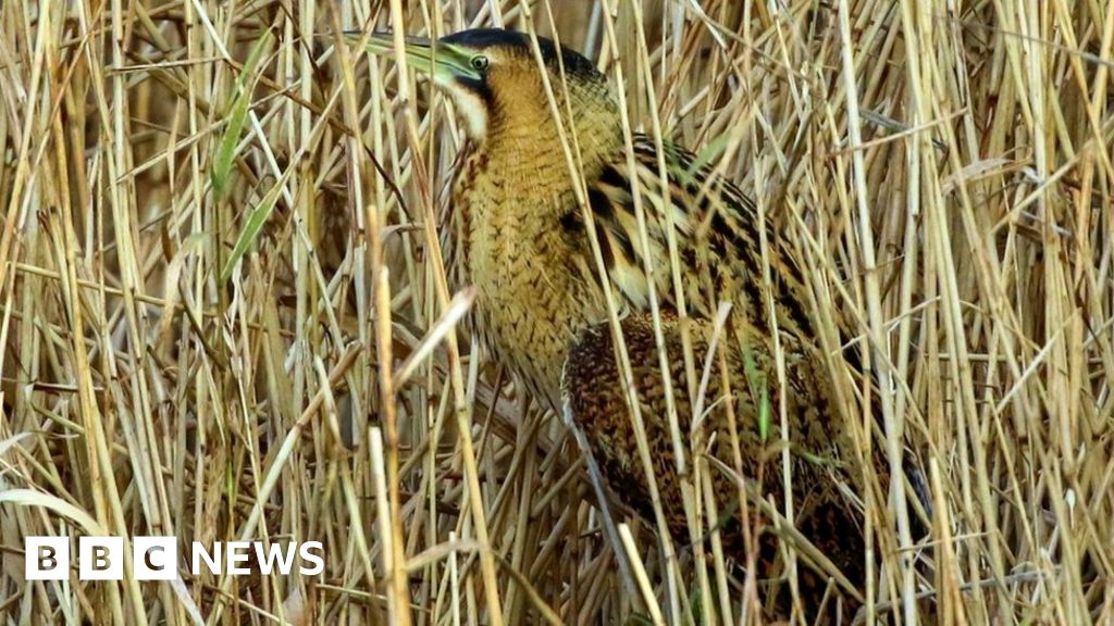 Rare bitterns breed at Sefton nature reserve for first time in 200 ...