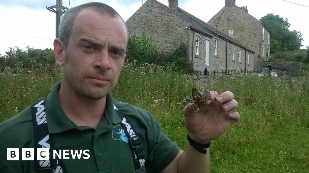 'Highly invasive' American crayfish in River Gaunless - BBC News