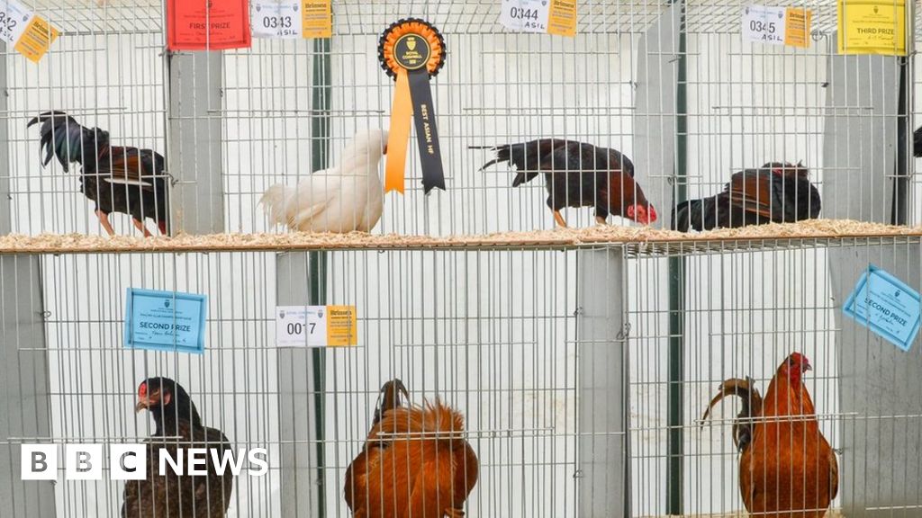 Poultry section cancelled at Royal Cornwall Show due to bird flu - BBC News