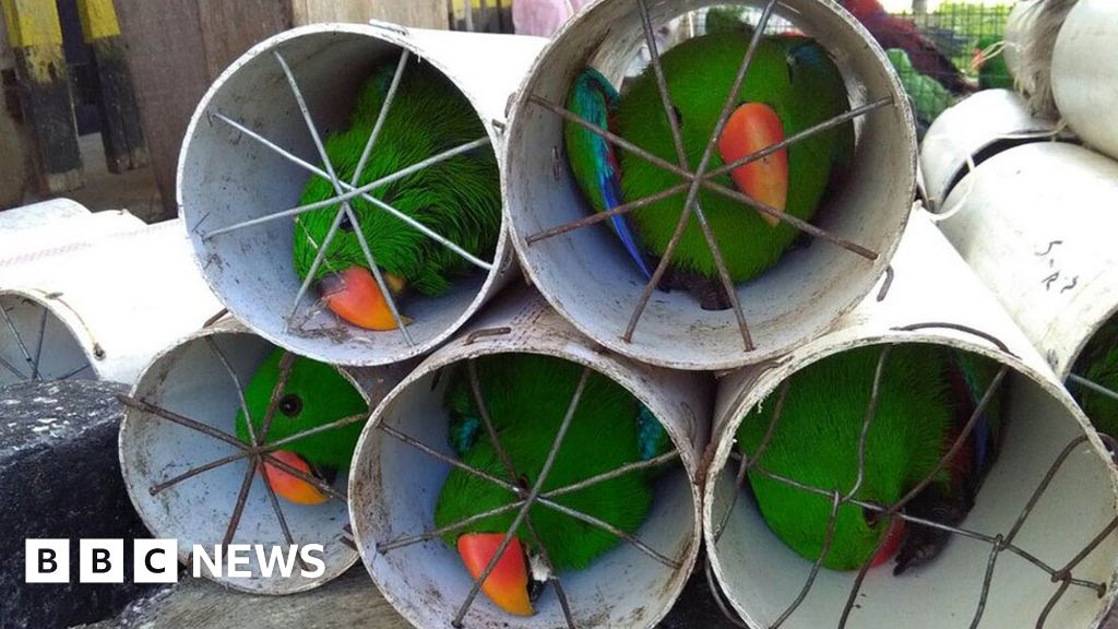 Exotic Indonesian birds smuggled in drain pipes - BBC News