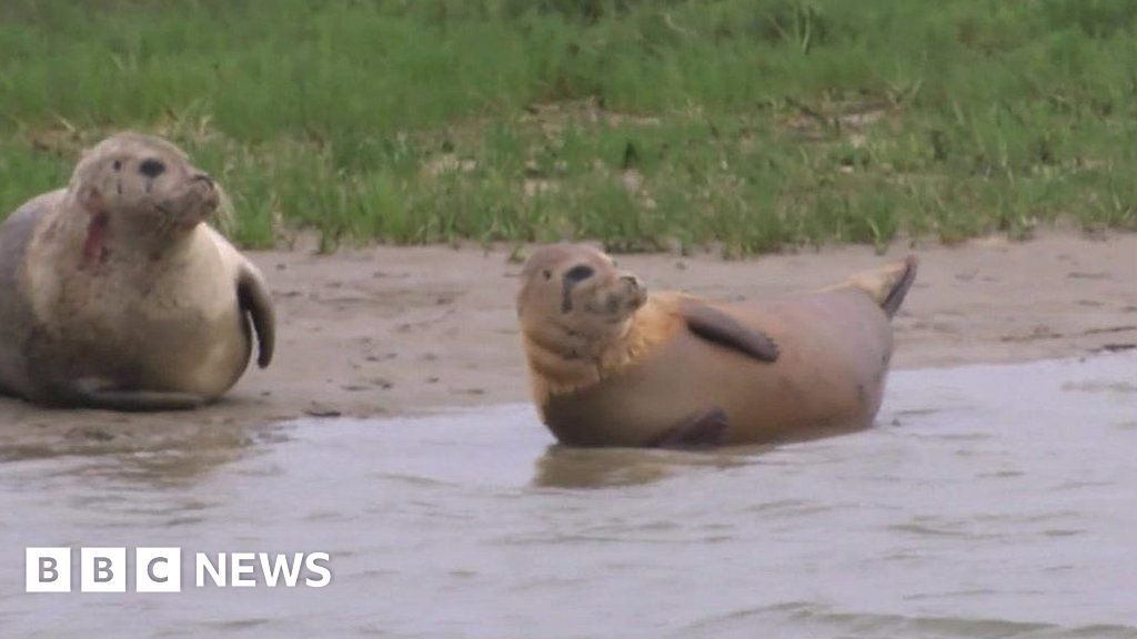 First seal pup survey in Thames