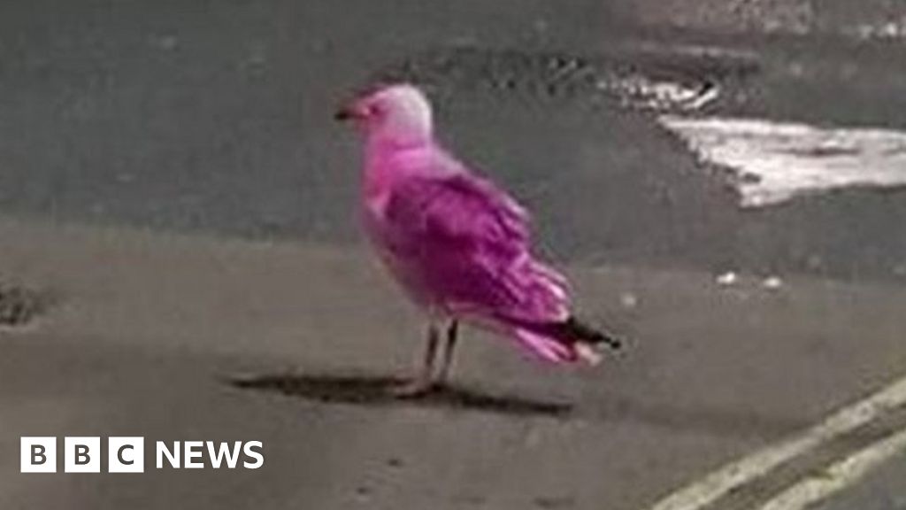 Barnstaple's pink seagull is 'talk of the town' - BBC News