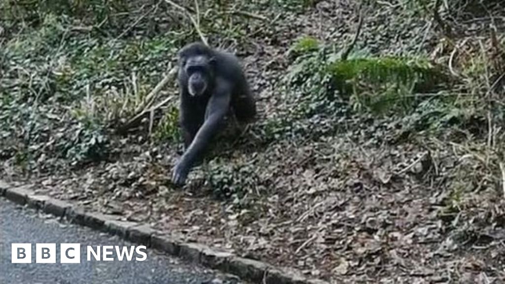 Belfast Zoo visitors 'petrified' by escaped chimpanzee - BBC News