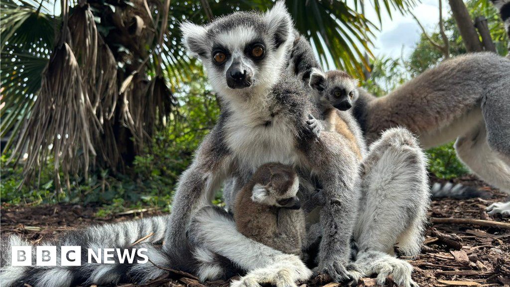 Cotswold Wildlife Park's Lemur Week marked by 70th breeding success