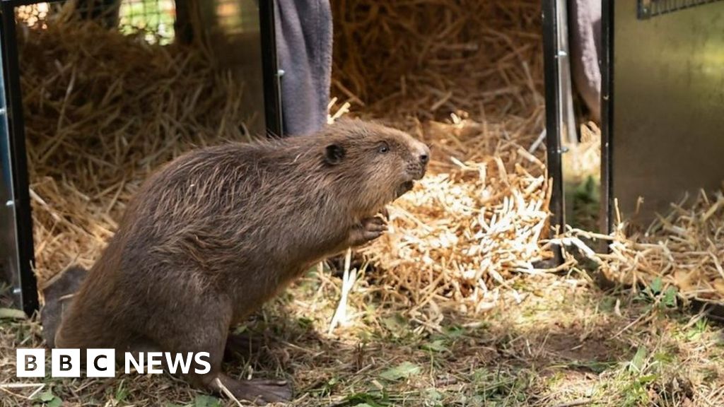 Northumberland's Wallington Estate welcomes beaver family - BBC News
