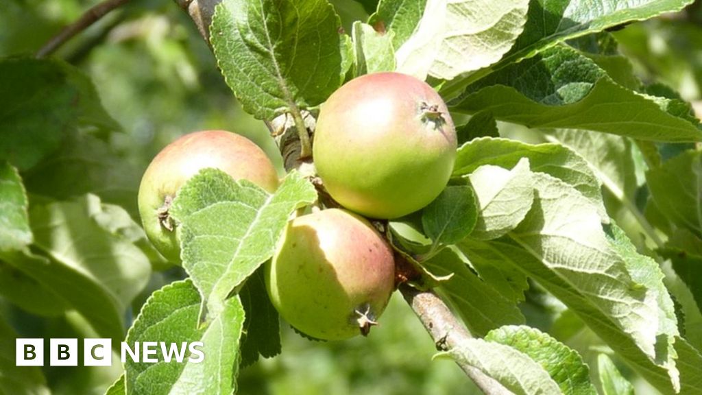 Hundreds of rare cider apples preserved in West country - BBC News