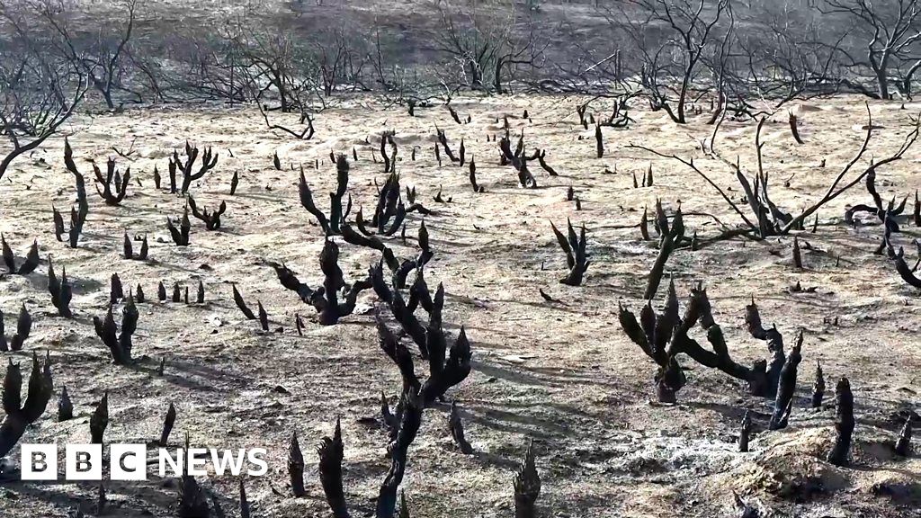 Aftermath of Texas wildfire resembles 'lunar landscape' - BBC News