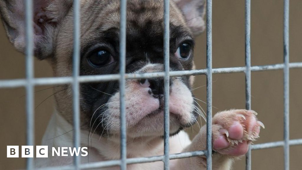 Can Brexit help end puppy smuggling? - BBC News