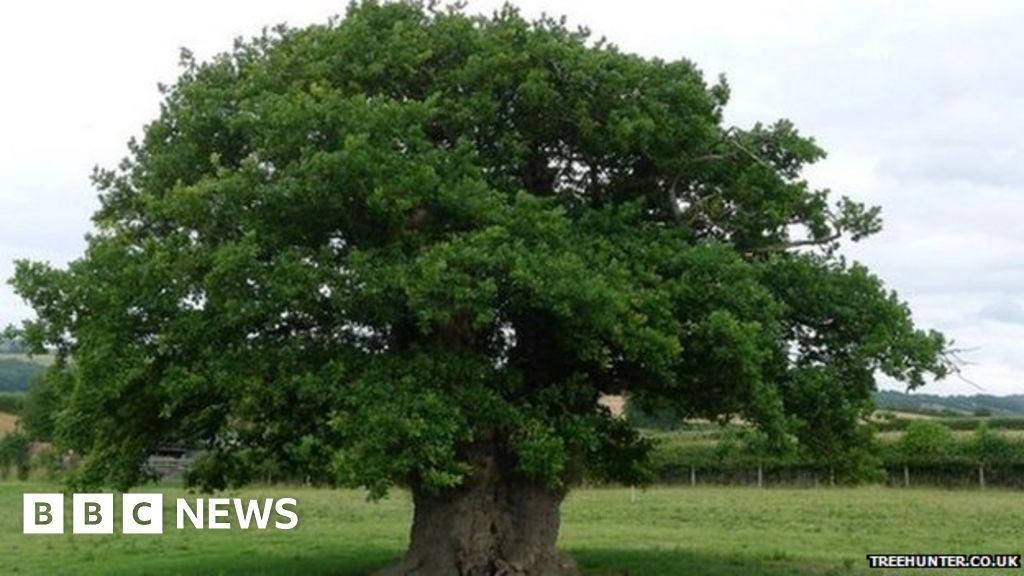 Bid to save bypass-threatened 500-year-old Powys tree - BBC News