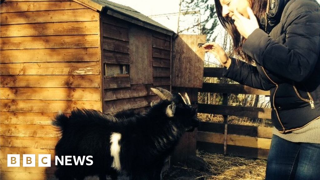 Gorgie City Farm: New farm to open early on site - BBC News
