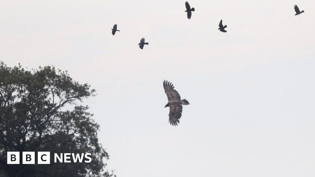 Rare bone-eating 'bearded vulture' spotted in Norfolk