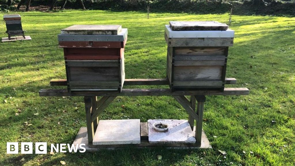 Thieves steal bee hives from Newquay country house - BBC News