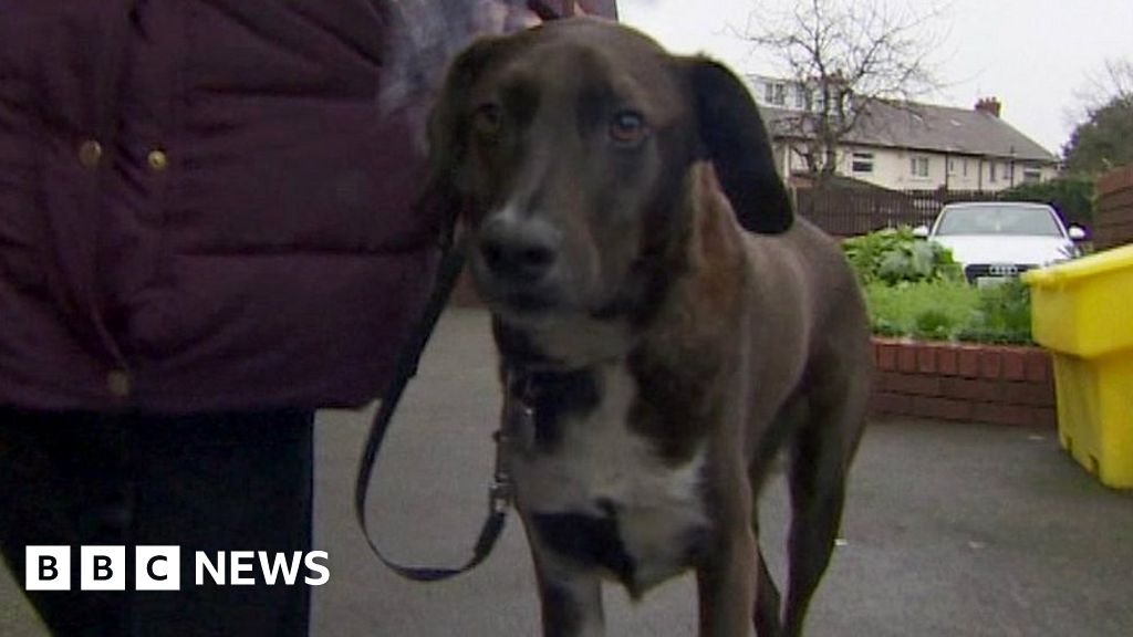 Long lead in Bootle Cemetery lands dog walker with £50 fine