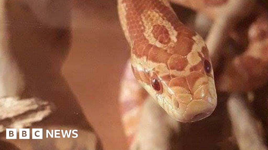 Snake discovered inside rental van in Aberdeen - BBC News