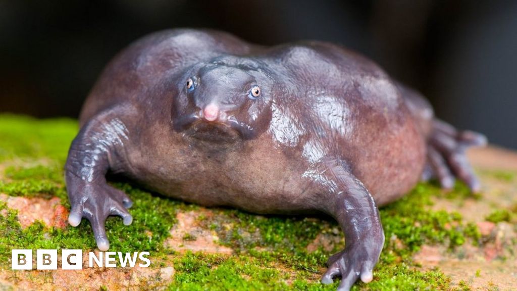 India's maverick 'frog man' - BBC News