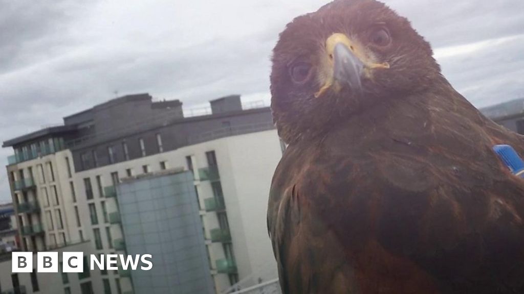 Jack, the hawk that patrols Cardiff's skies to scare gulls - BBC News