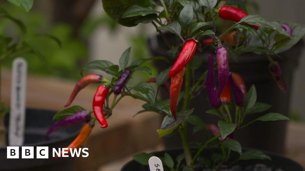 Chilli club taking over the Borders town of Langholm - BBC News