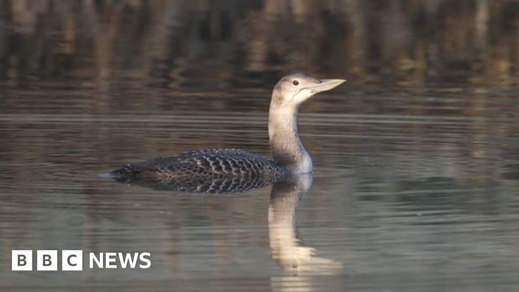 Rare Arctic bird spotted on river in rural Lincolnshire - BBC News