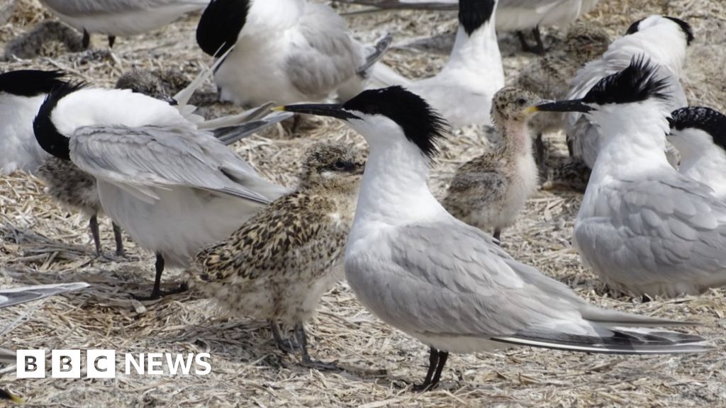 Coquet Island: Wardens welcome late arrival of sandwich terns - BBC News