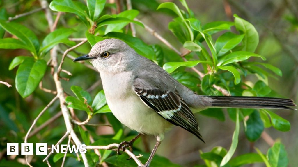 Covid-19: Exmouth bird tweet prompts rule-break fines for twitchers ...