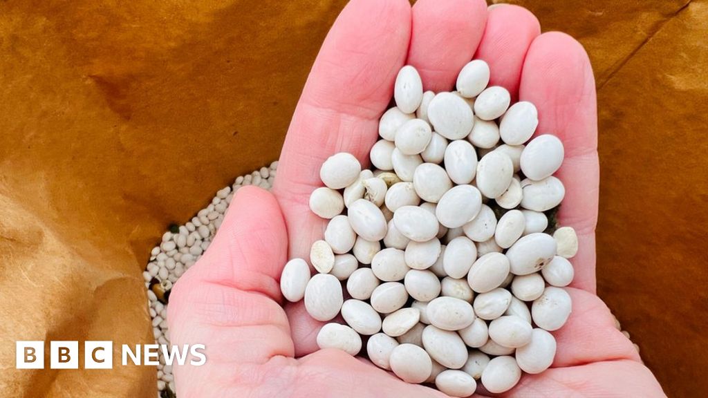 British baked beans become reality after successful Lincolnshire ...