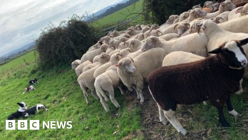 Somerset farm begs walkers to stop dogs spooking sheep - BBC News