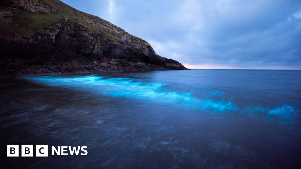 Bioluminescent plankton light up the south Wales coast - BBC News