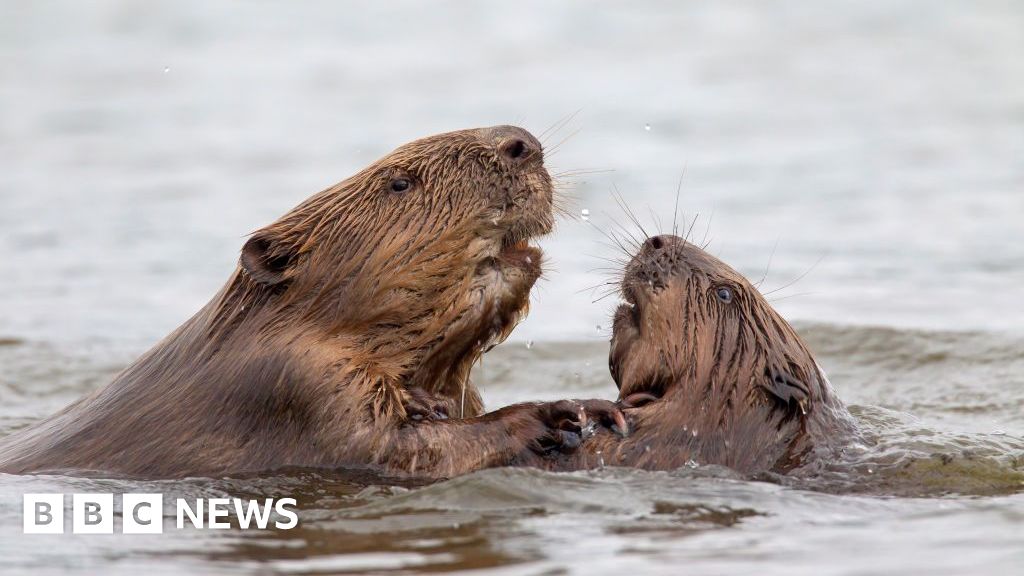 Farmers raise concerns over Cairngorms beaver plan - BBC News