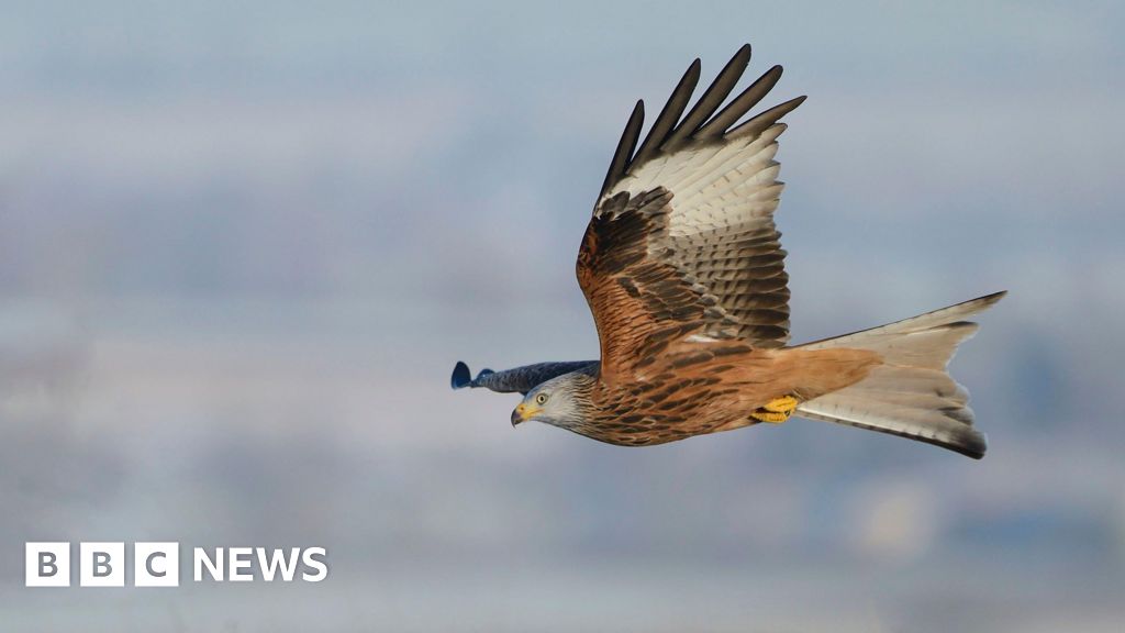 No prosecutions after 89 birds of prey killed in NI - BBC News