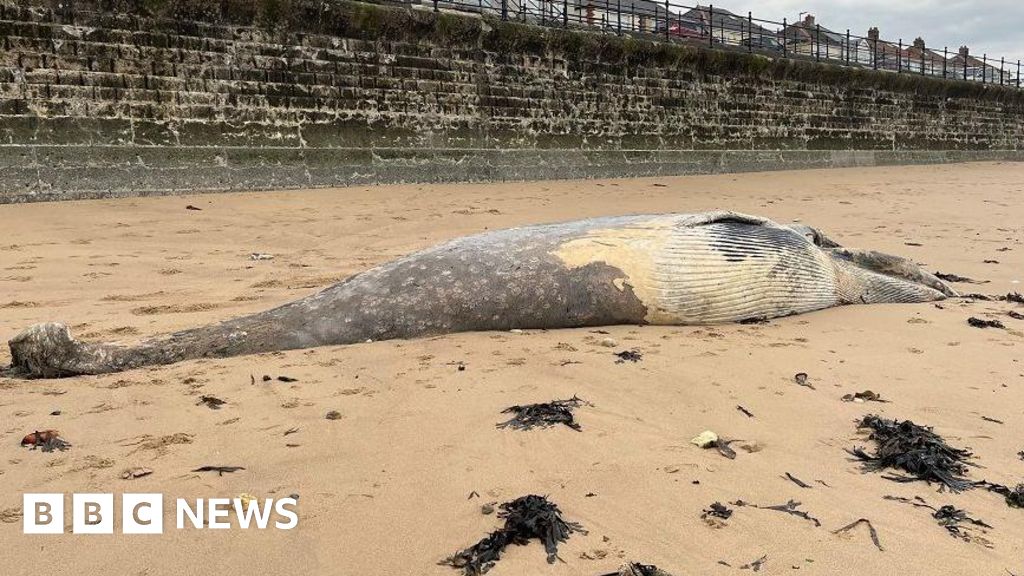 Whale too decomposed to be moved by experts from Hartlepool beach - BBC ...