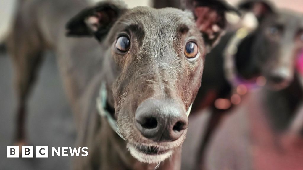 Greyhound racing increase in Wales 'due to streaming and betting' - BBC ...