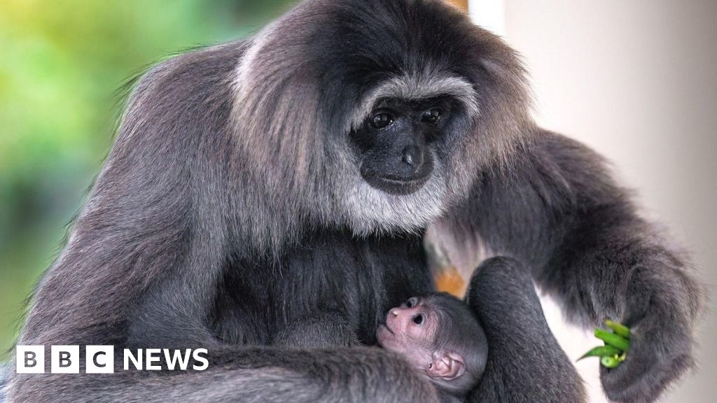 Endangered Manx-born silvery gibbon given 'loveable' name - BBC News