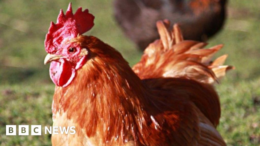 Jersey avian flu birdkeeper warning as 'risk remains'