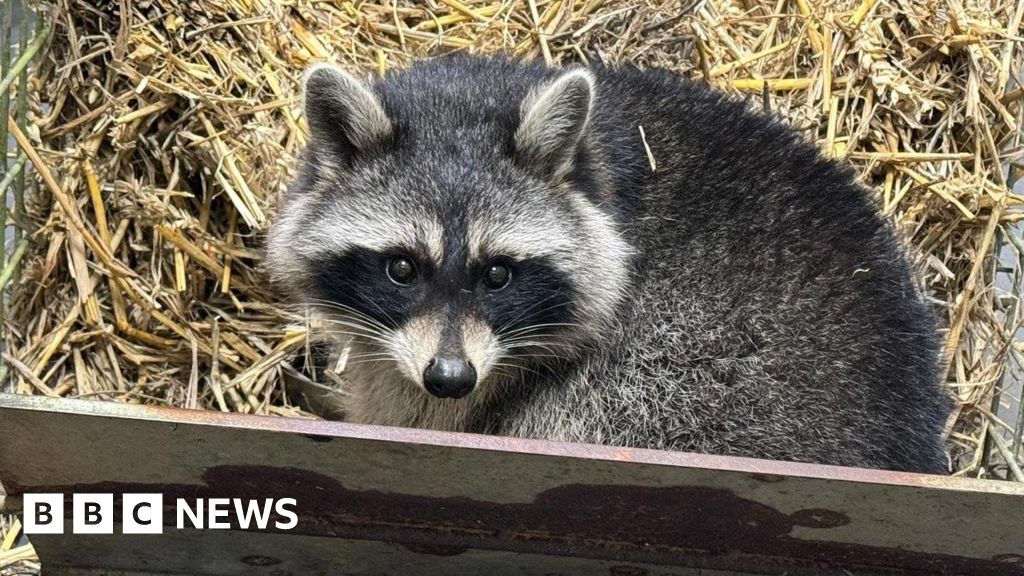 Isle of Wight: Final of four runaway raccoons returned to zoo