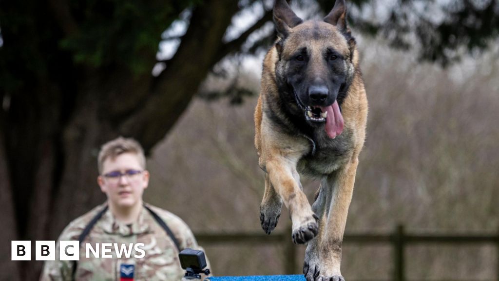 RAF Coningsby dog handlers receive military trophy - BBC News