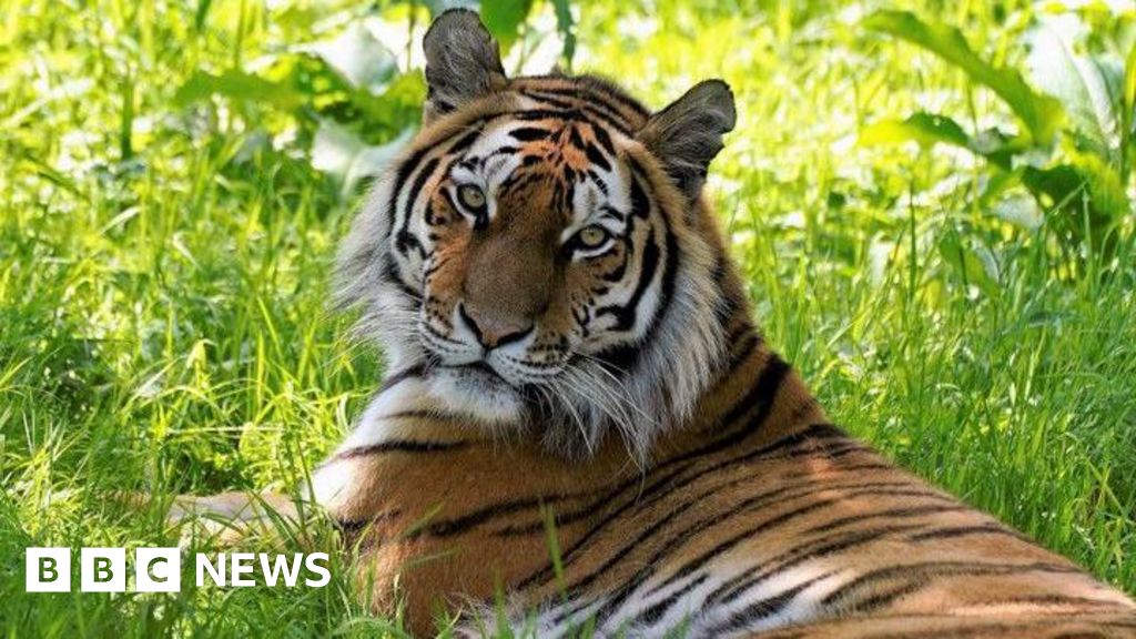 Knowsley Safari Park: Rare Amur tiger 'settling in well'