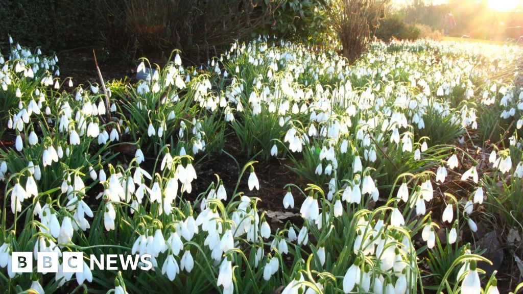 Whisby Nature Park to hold snowdrop event to remember loved ones