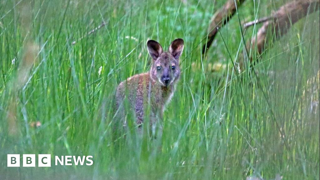 Survey finds more than 560 wallabies living in wild on Isle of Man