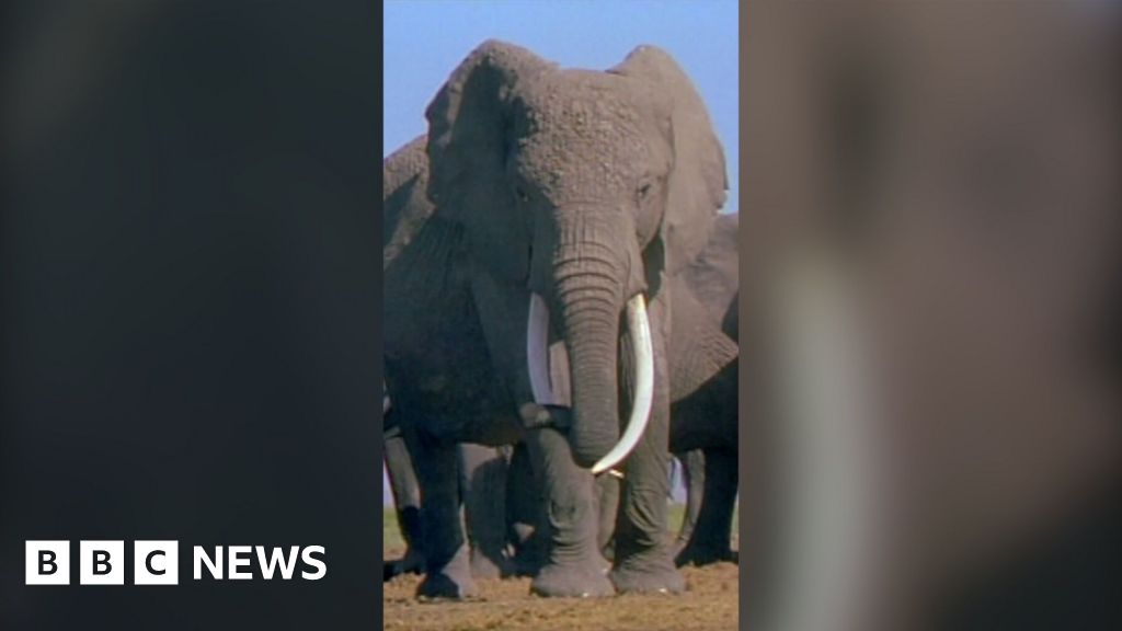 How Echo changed our understanding of elephant intelligence - BBC News