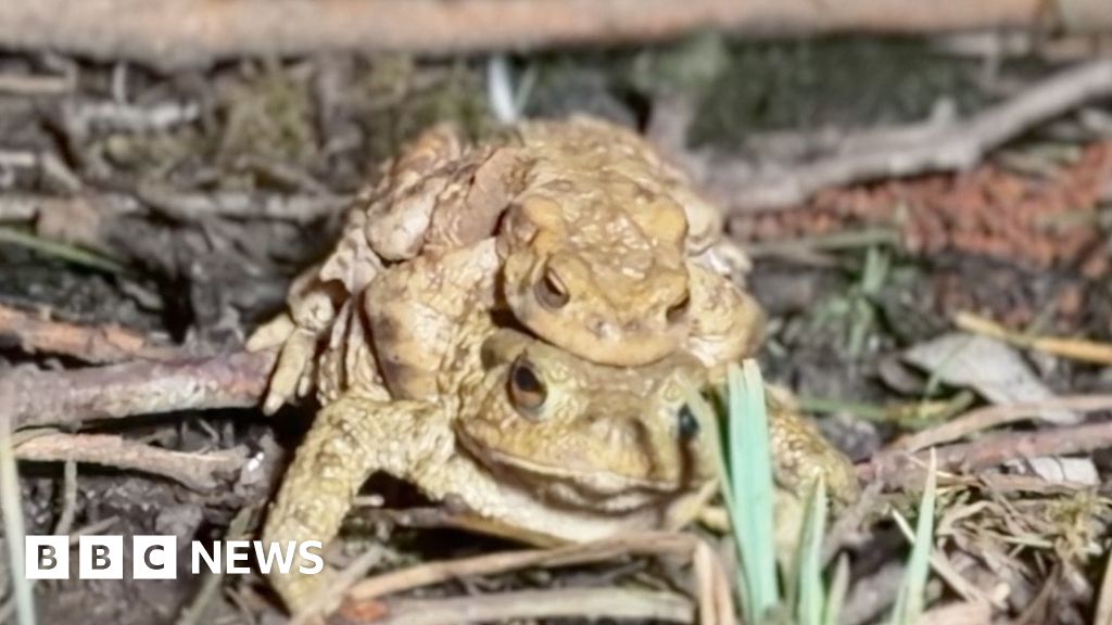 Why did the toad cross the road? Thank Henley's Toad Patrol - BBC News