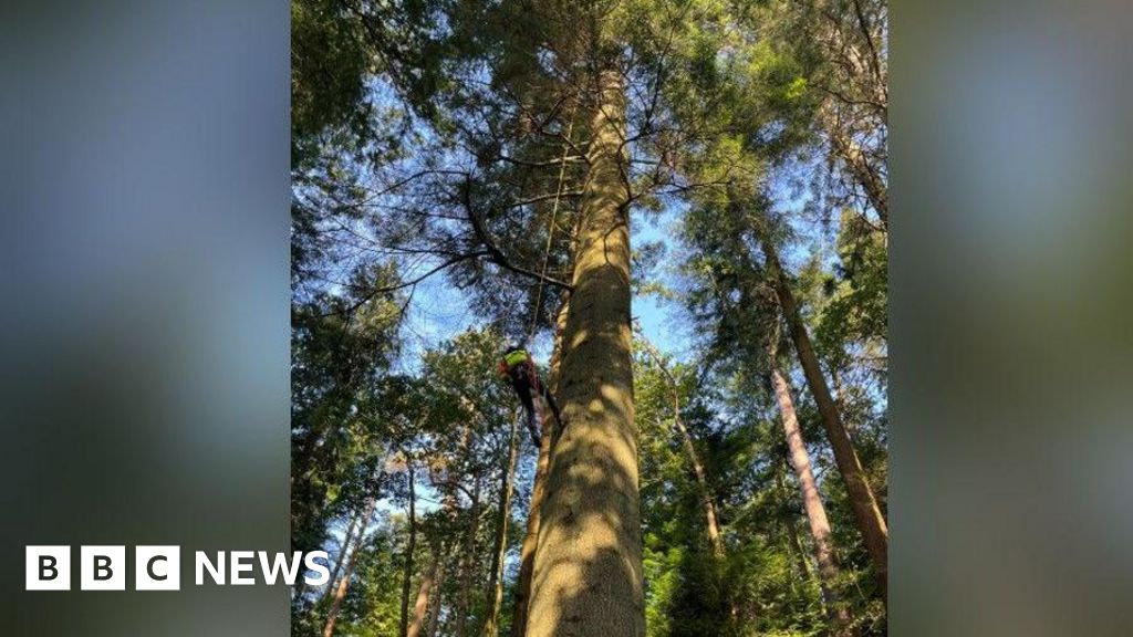 Lake District's Grand Fir takes tallest title after growth spurt - BBC News