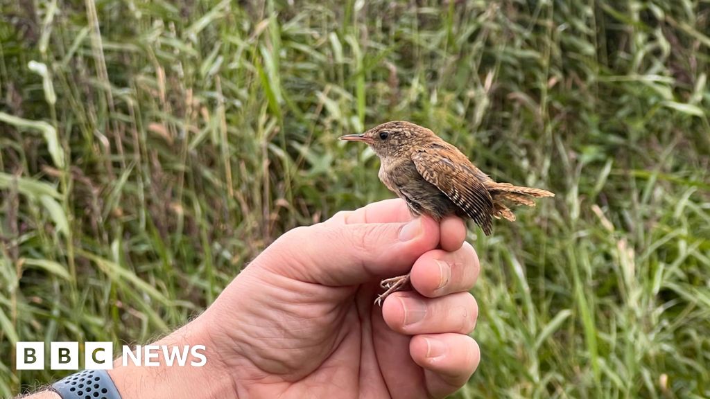 'Tagging these tiny birds takes years of training'