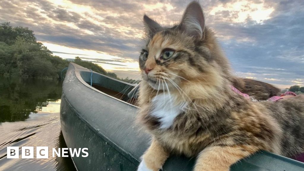 Canoe cat Tilly takes trips on the Norfolk Broads - BBC News