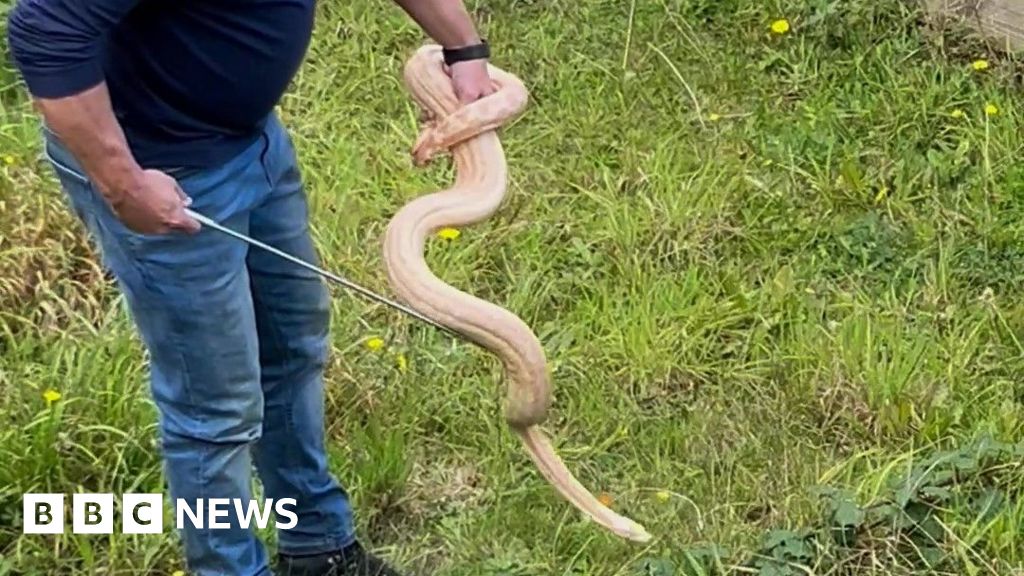 Woman in shock after boa constrictor found in Somerset garden - BBC News