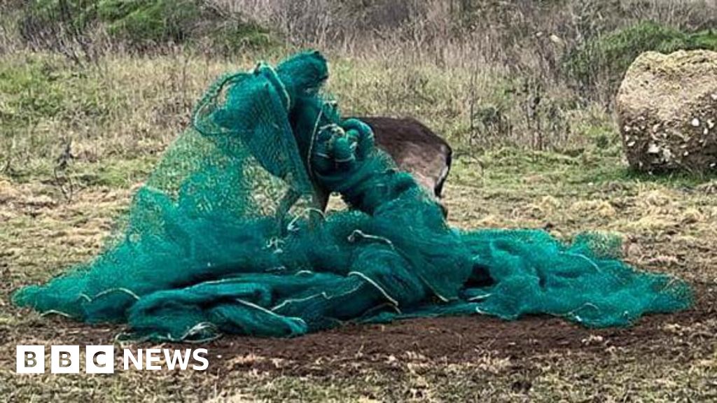 Deer stuck in netting rescued by Cambridgeshire fire crews - BBC News